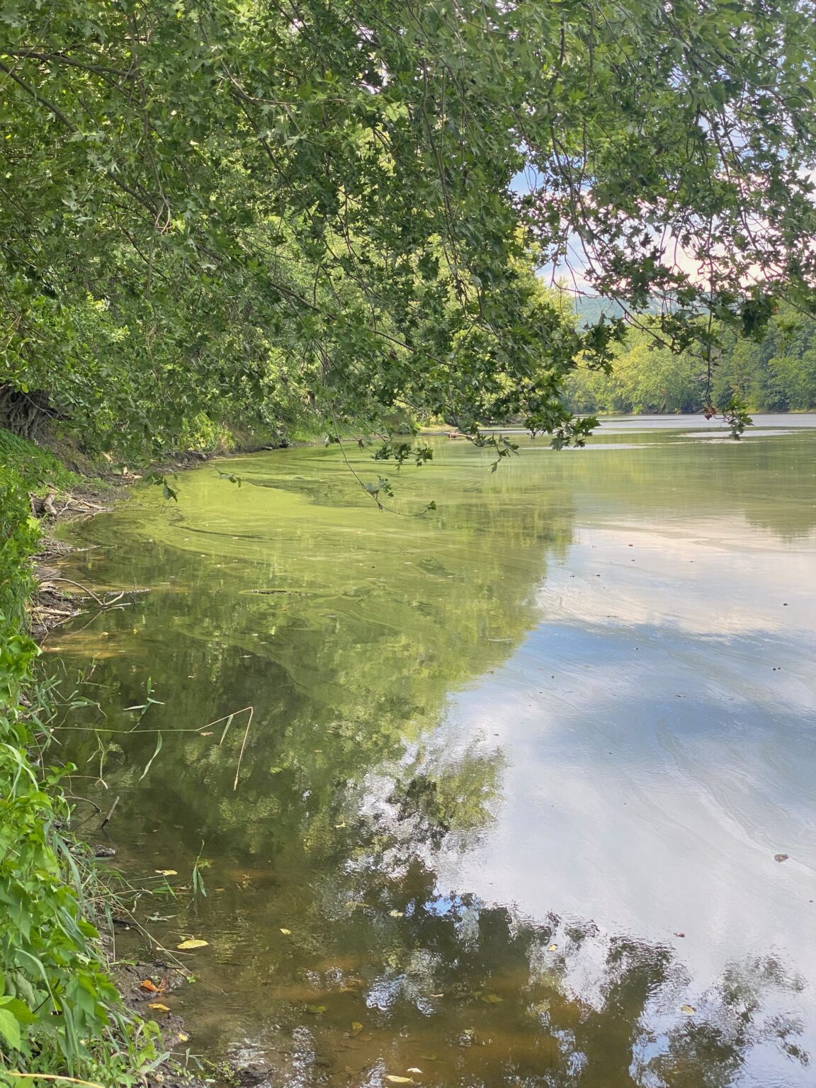 Harmful Algal Bloom identified in Wallkill River – Center for ...